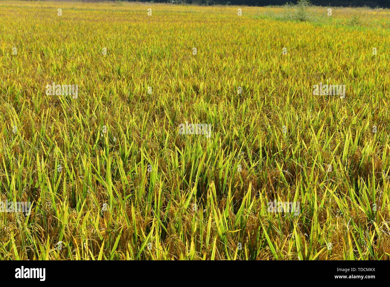 High-definition rice spike Stock Photo - Alamy