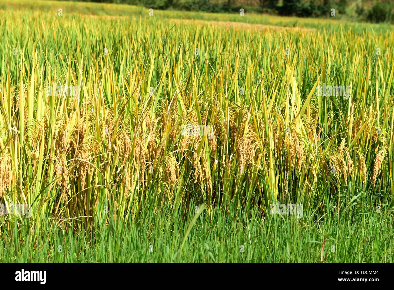 Spike of rice Stock Photo - Alamy