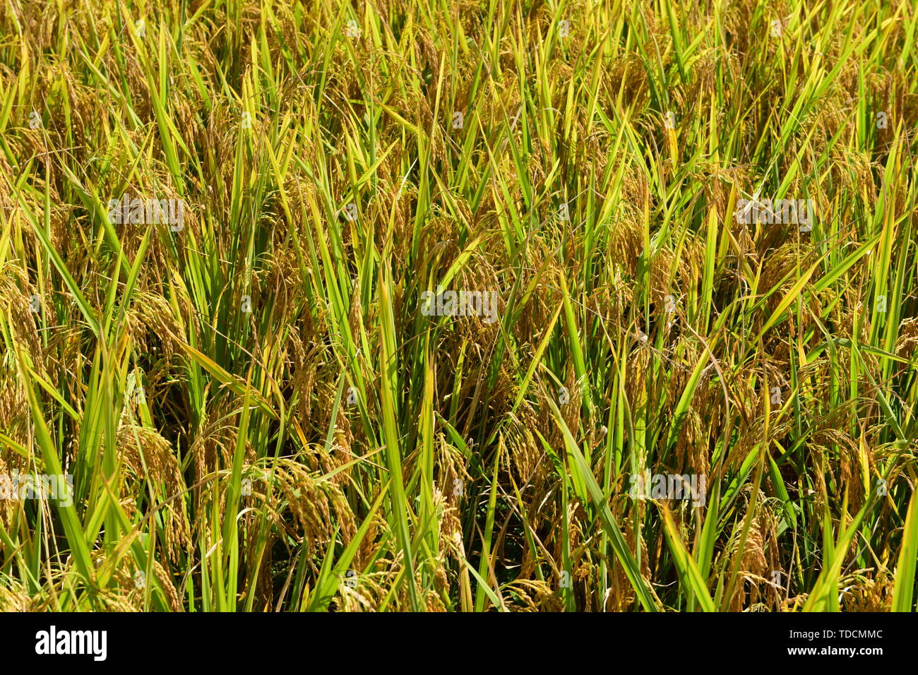 High-definition rice spike Stock Photo - Alamy