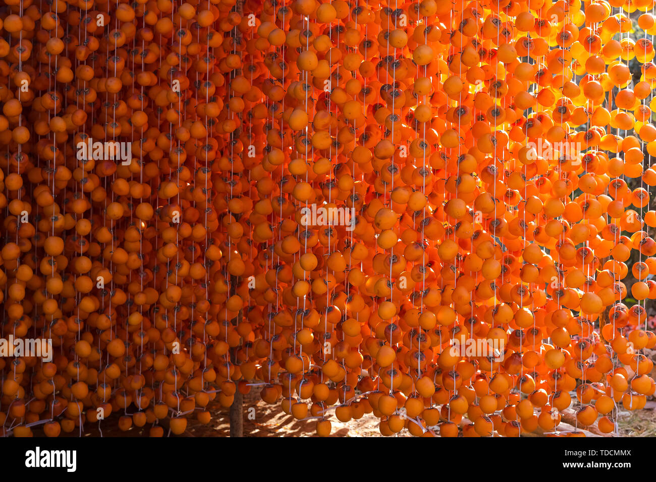 Persimmon processing persimmon tree hi-res stock photography and images ...