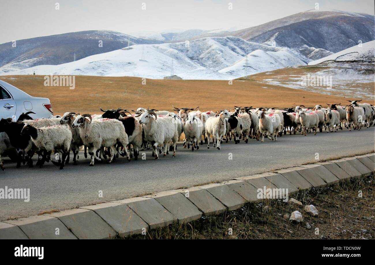 The tour passes through Qingyi just the first snow, the snow scenery is ...