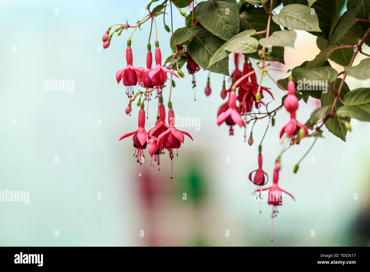 The golden bell Stock Photo - Alamy