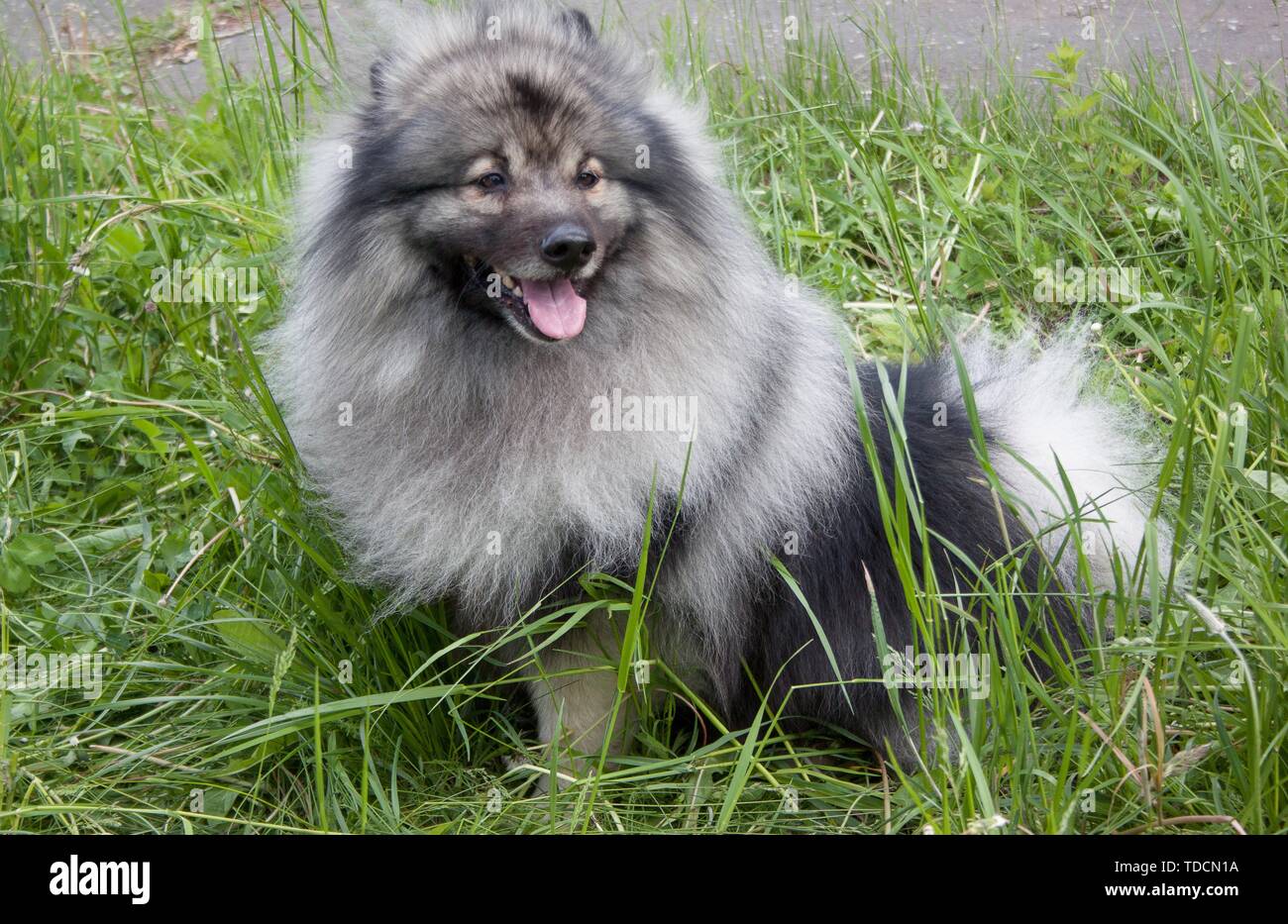 Deutscher wolfspitz is sitting in a green grass. Keeshond or german ...