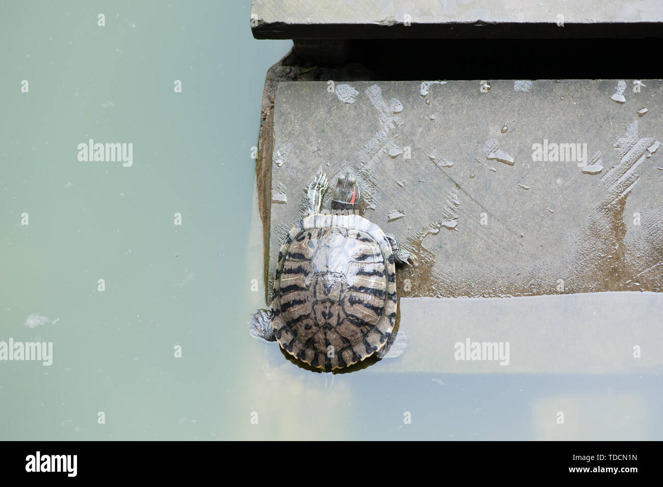 Mother sea turtles hi-res stock photography and images - Alamy