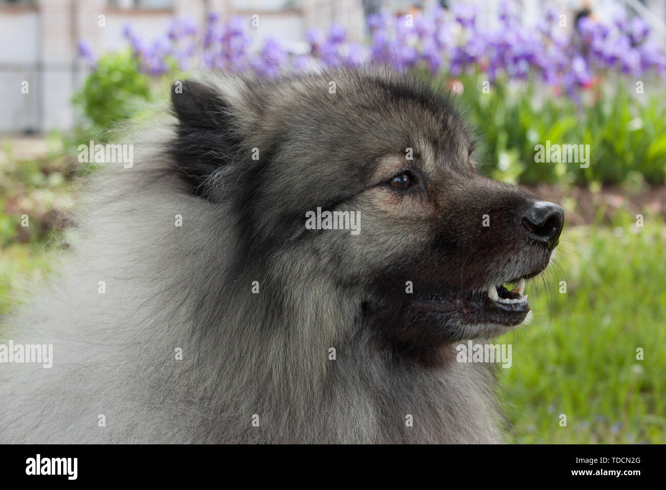 Cute deutscher wolfspitz close up. Keeshond or german spitz. Pet ...