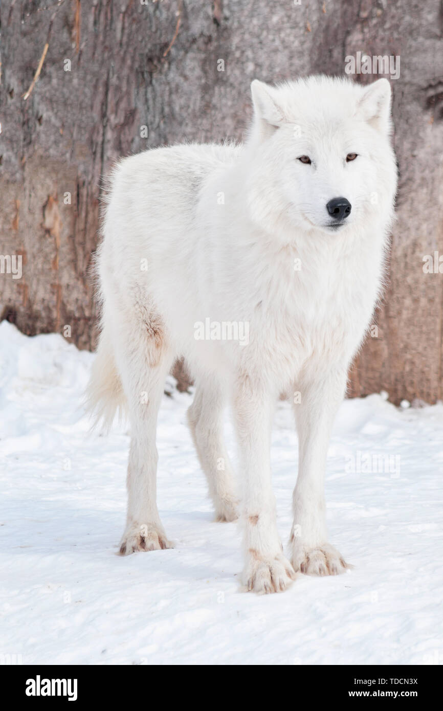 Wild alaskan tundra wolf is standing on white snow. Canis lupus arctos ...