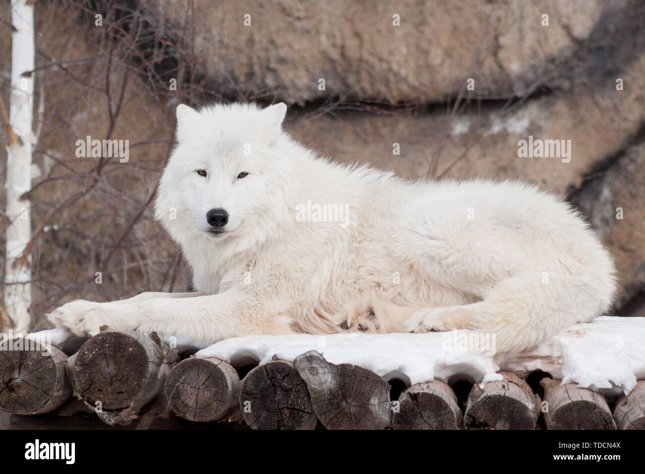 White Wolf Lying Down