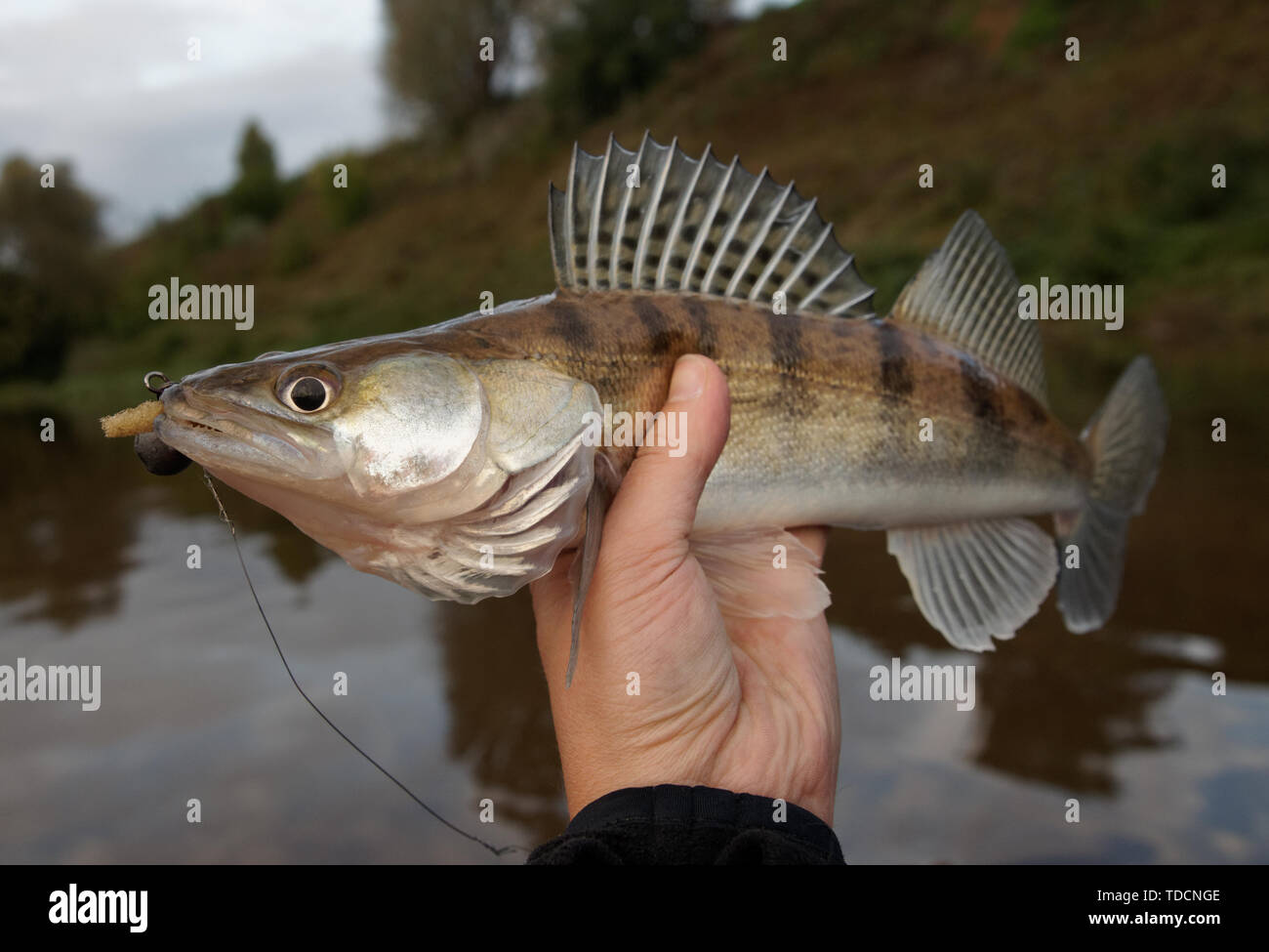 Walleye fish hi-res stock photography and images - Alamy