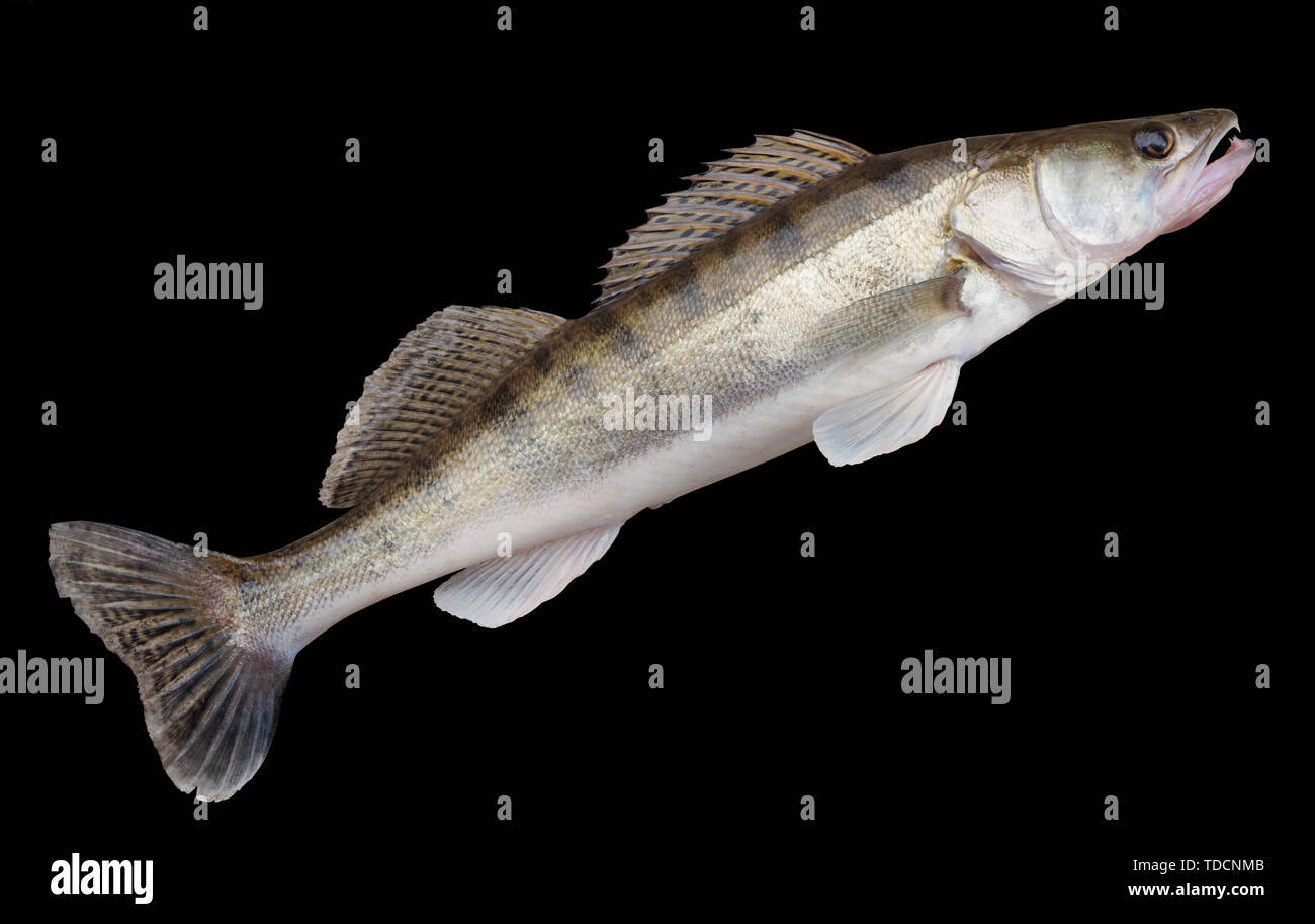 Walleye isolated with clipping path Stock Photo - Alamy