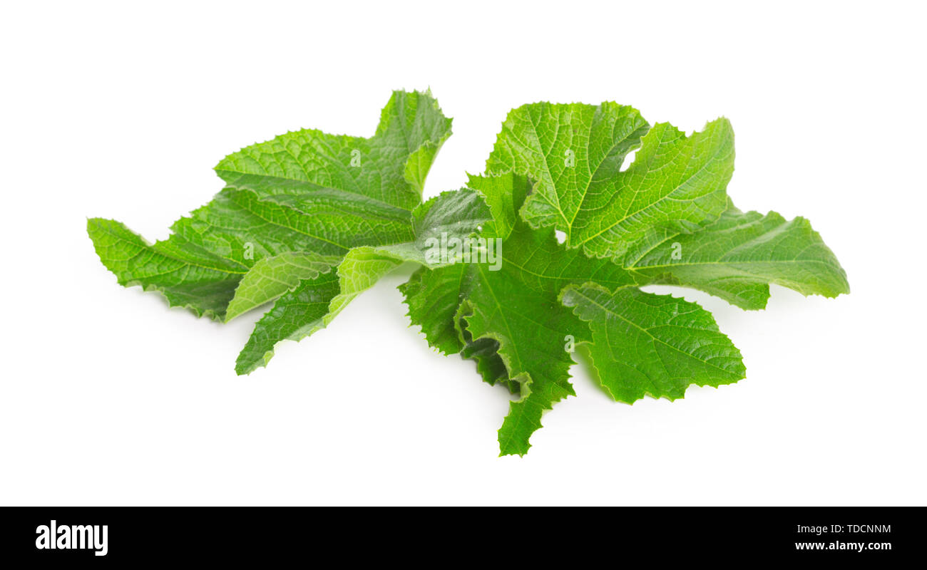 pumpkin leaf isolated on white Stock Photo - Alamy