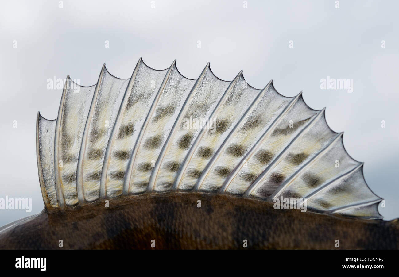 Dorsal spikes hi-res stock photography and images - Alamy