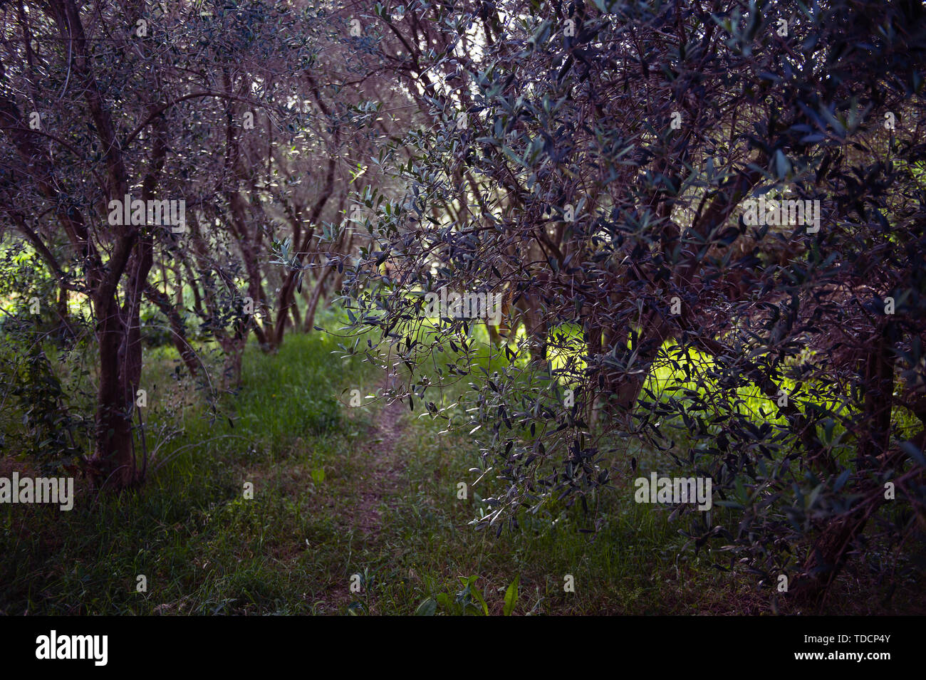 Olive trees garden. Mediterranean olive orchard Stock Photo - Alamy