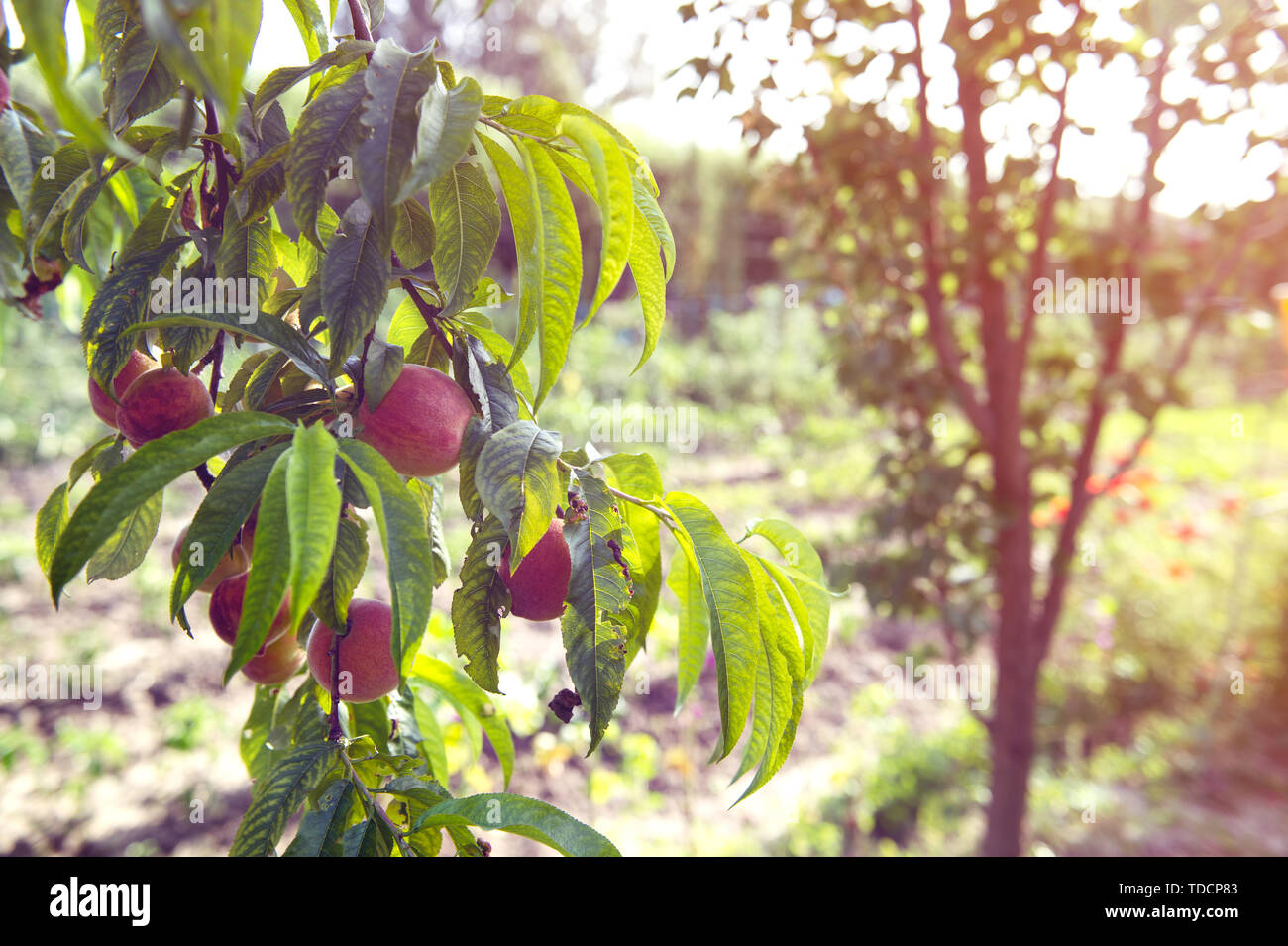 Peach tree branch hi-res stock photography and images - Alamy