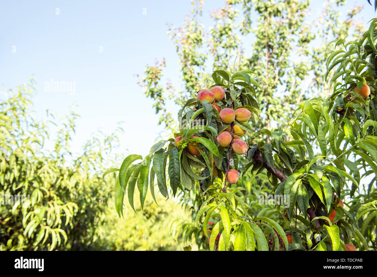 Ripe sweet peach fruits growing on a peach tree branch Stock Photo - Alamy