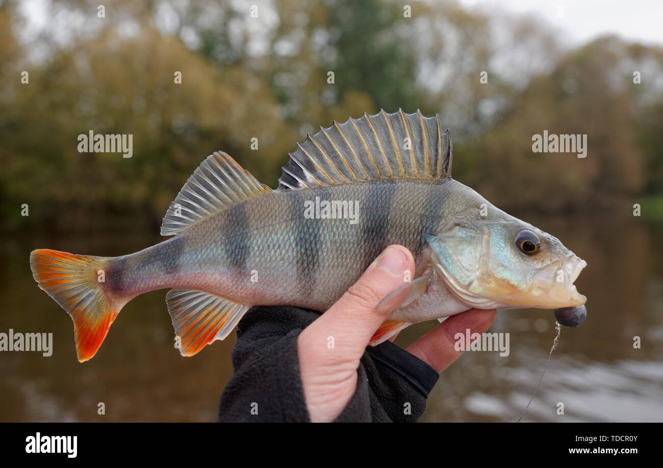 Common perch in fisherman's hand against autumn river landscape Stock ...