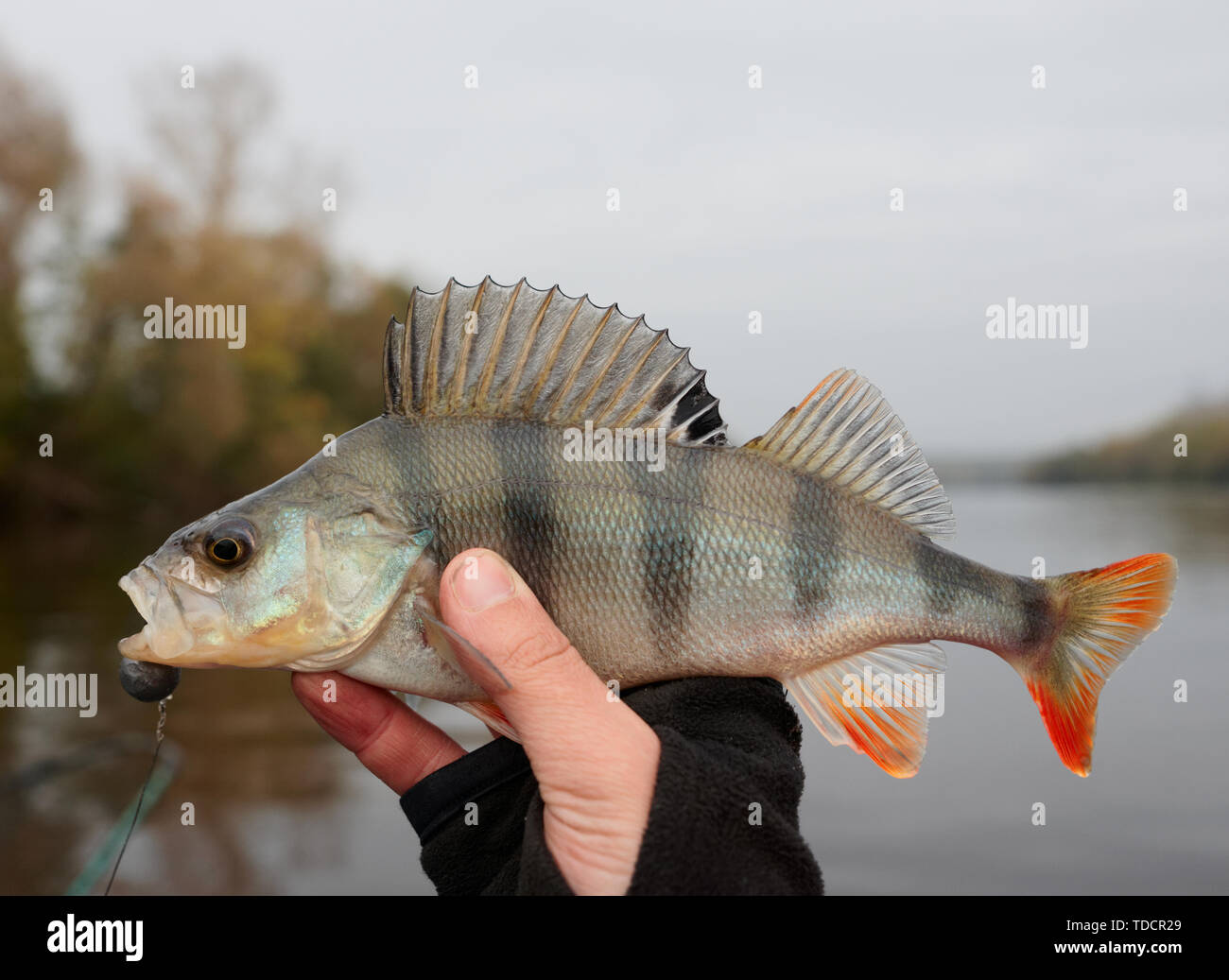 Perch to hand hi-res stock photography and images - Alamy