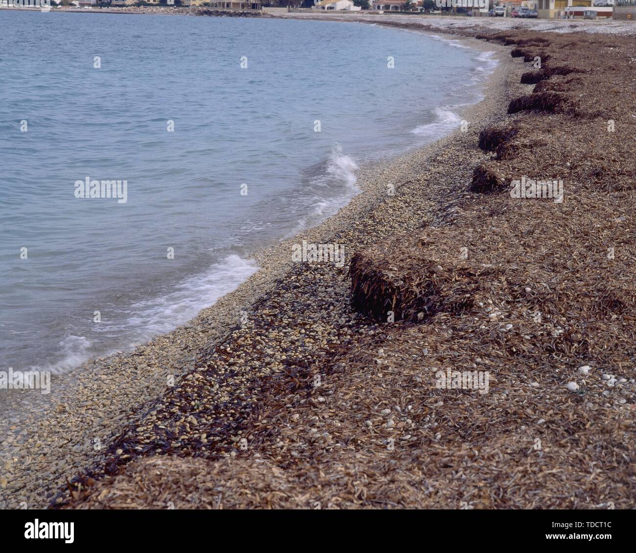 Playa con algas hi-res stock photography and images - Alamy