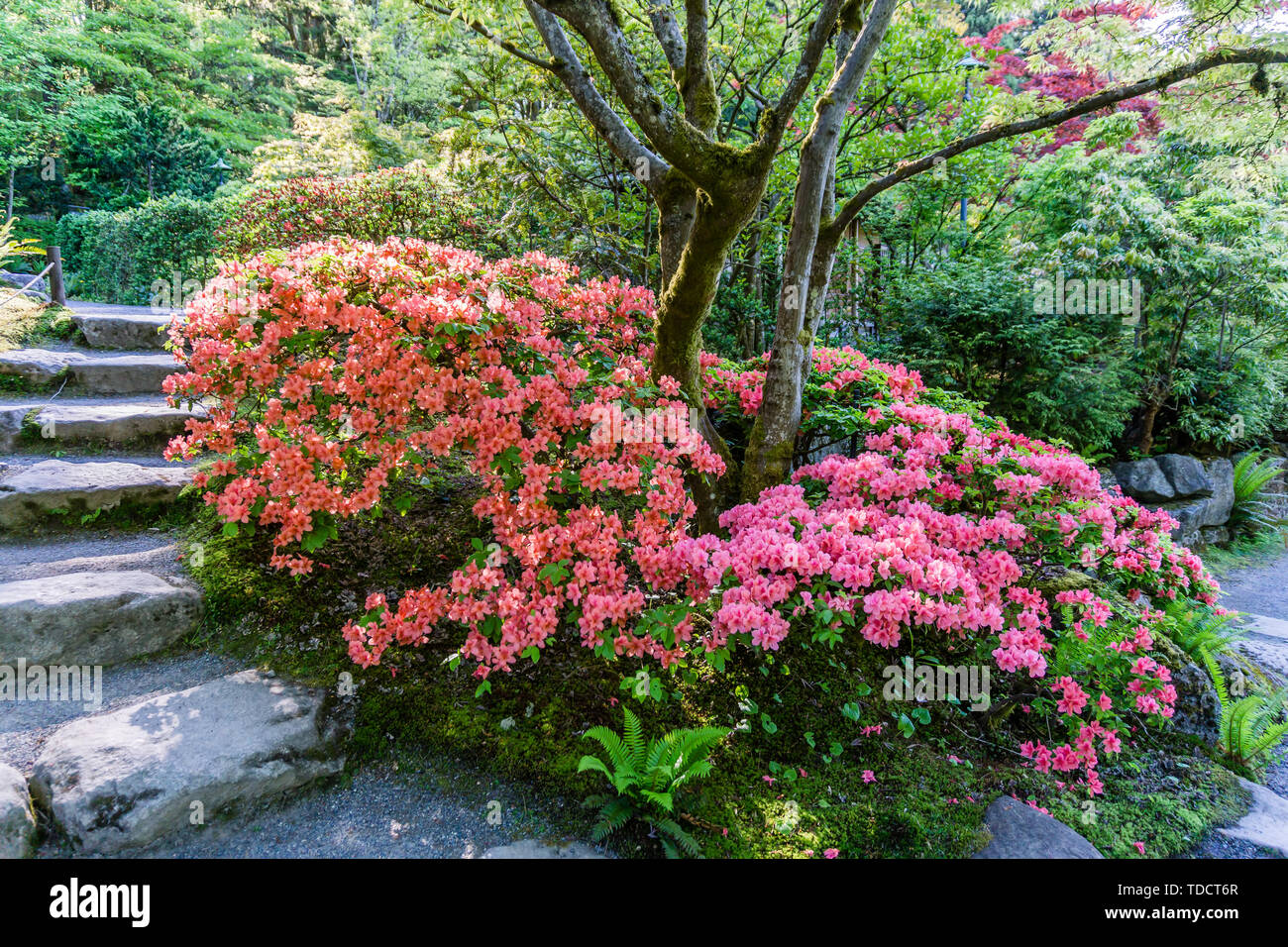 Azalea rock garden hi-res stock photography and images - Alamy