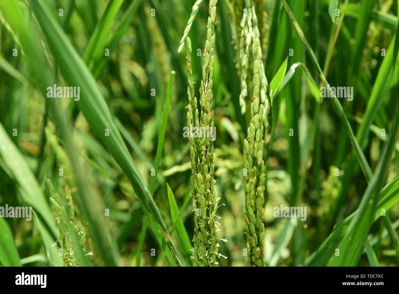 Rice spike paddy field, rice Stock Photo - Alamy