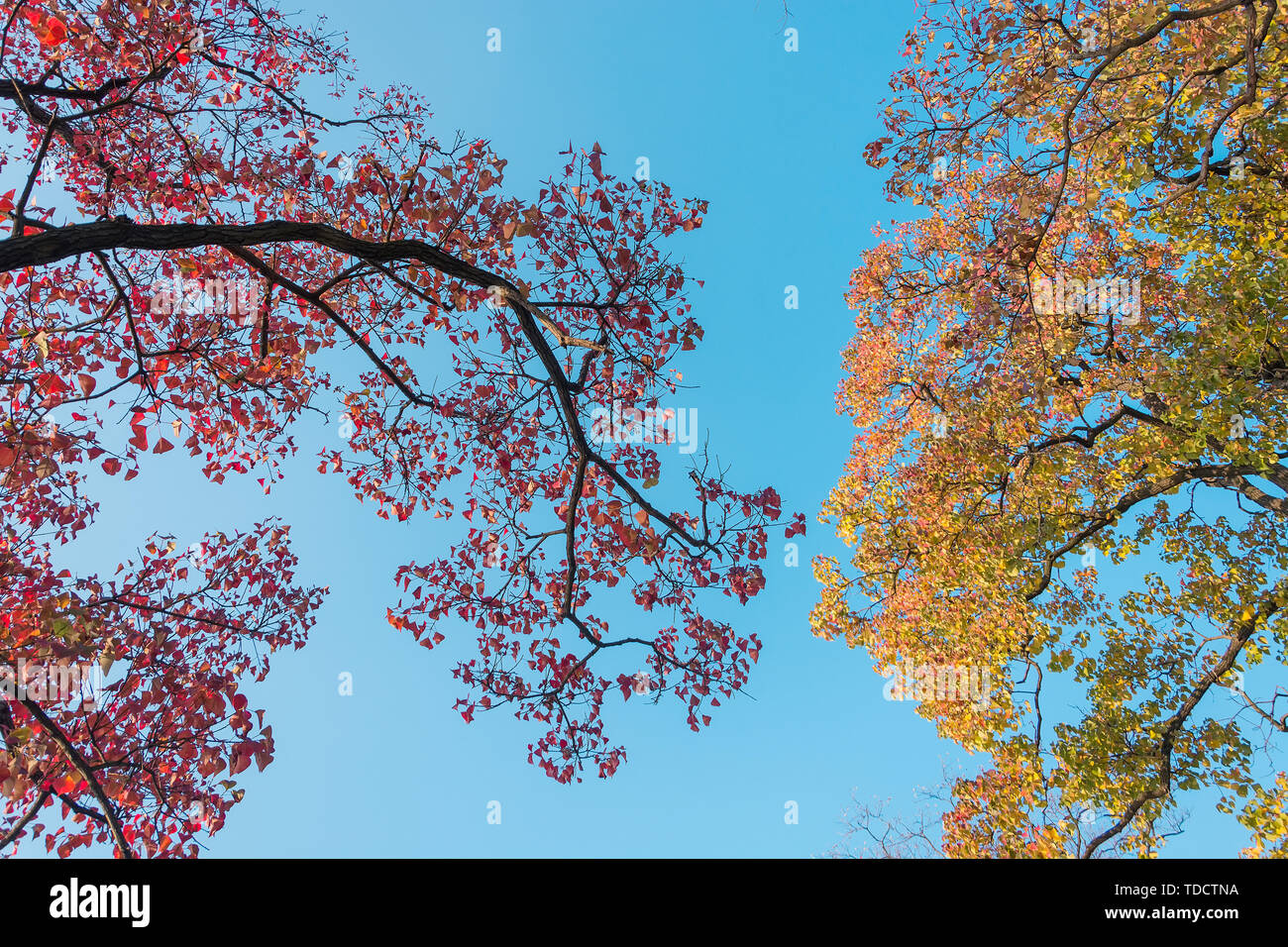 Nanjing Autumn Zhongshan Botanical Garden Qianhu autumn tallow tree ...