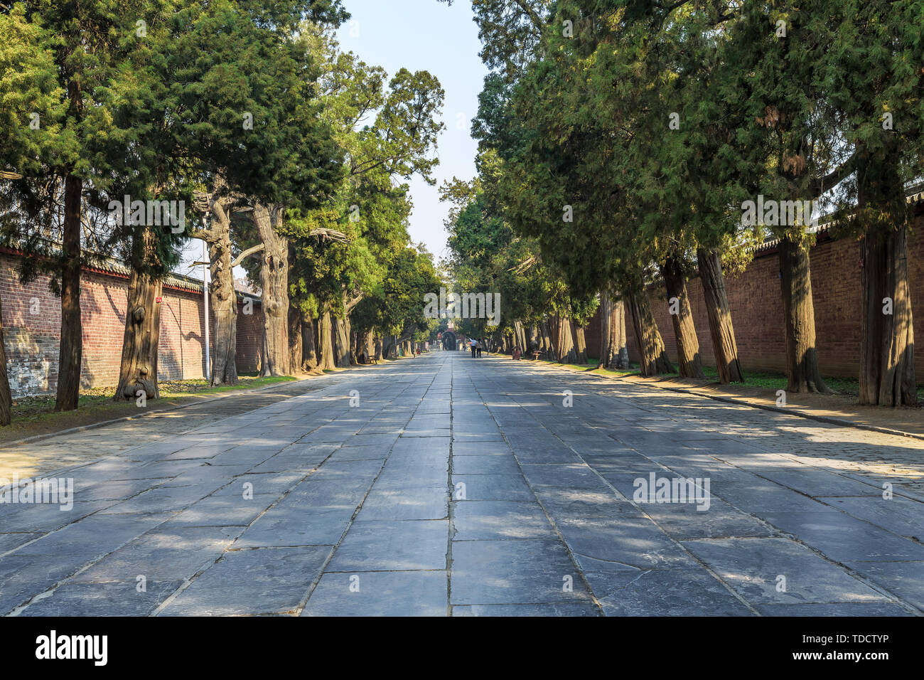 The towering ancient trees in the Confucius Forest in Qufu, Shandong ...