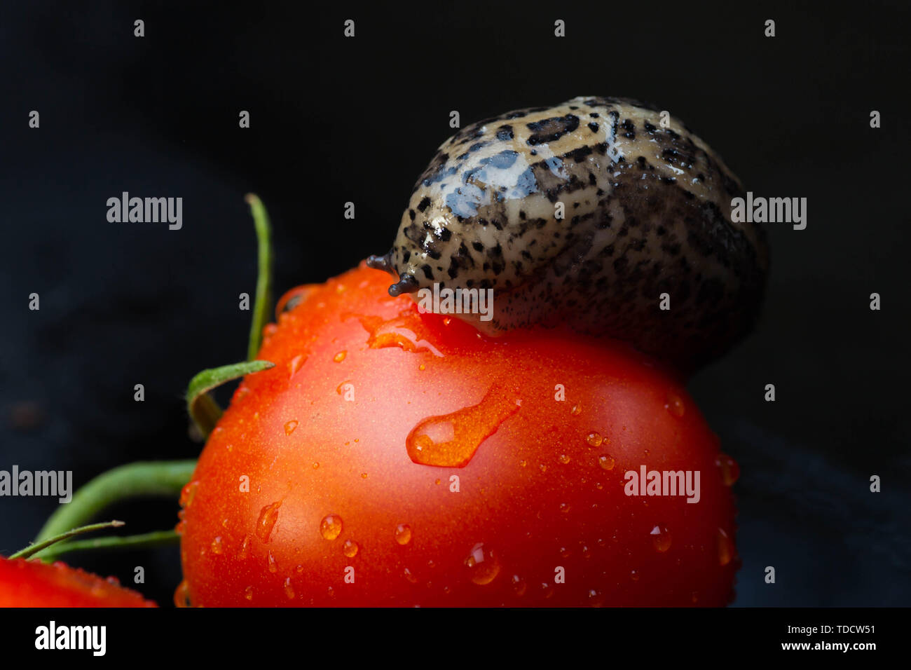 Yummy slug diet hi-res stock photography and images - Alamy
