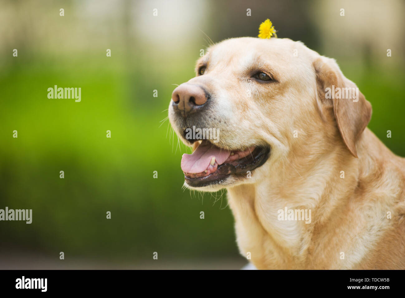 Multiple types of pet dogs Stock Photo - Alamy