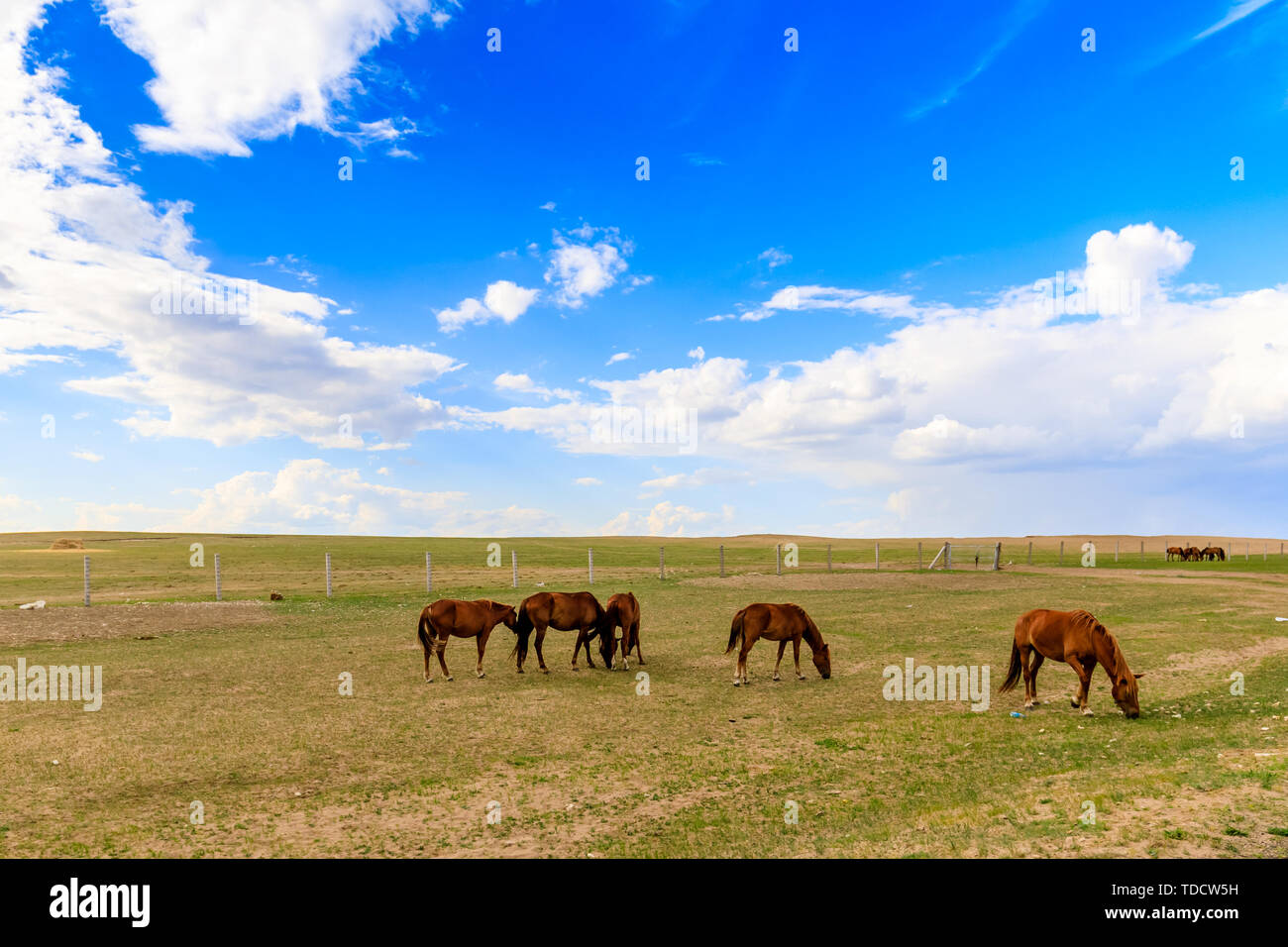 Summer in Hulunbuir Prairie, Inner Mongolia Stock Photo - Alamy
