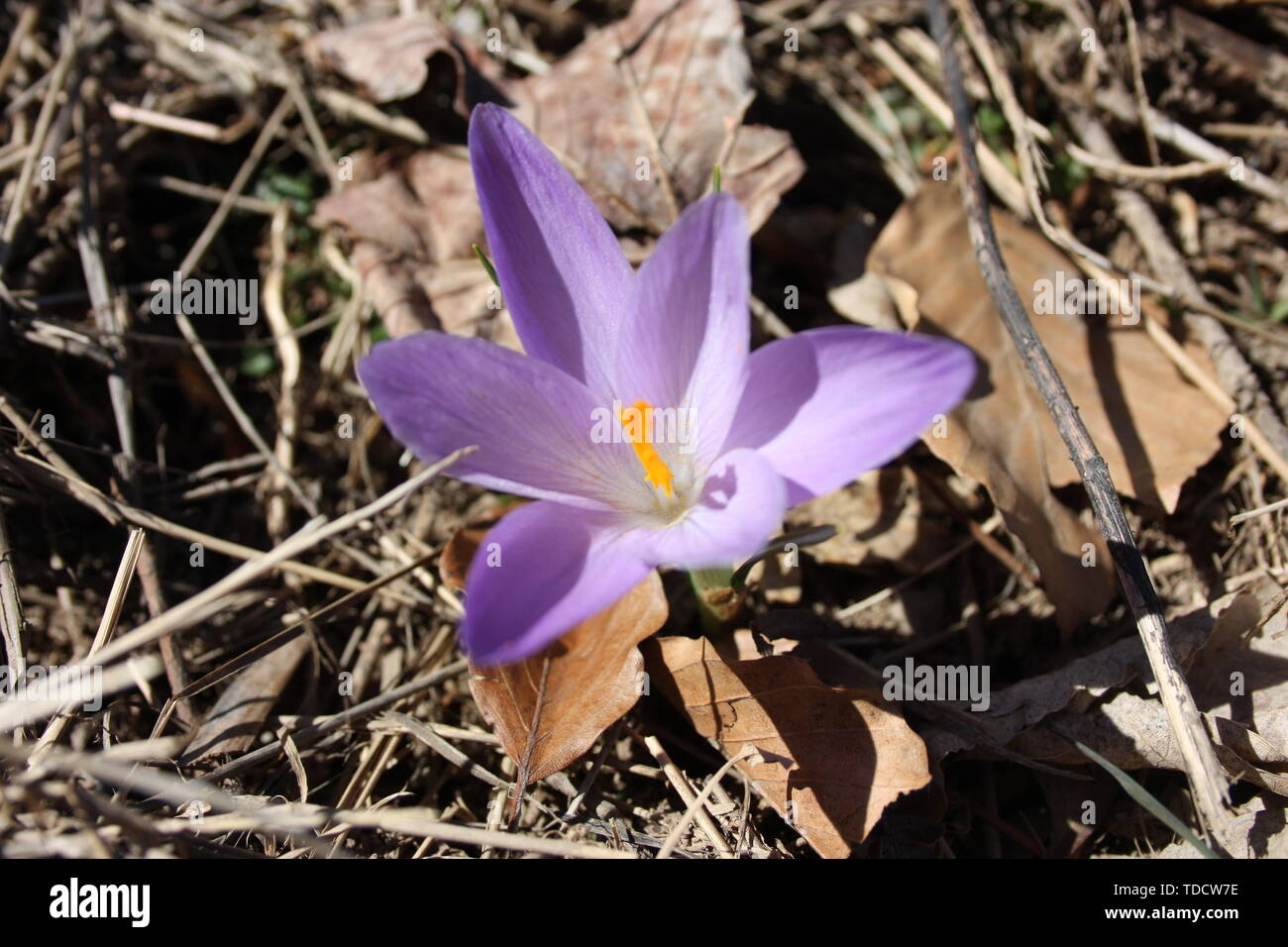 Safflower field hi-res stock photography and images - Alamy