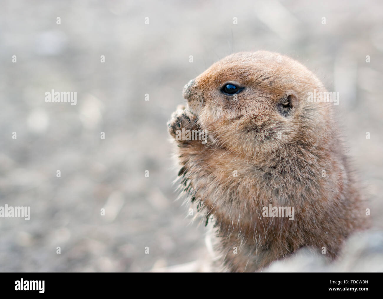 Prairie dog rat squirrel family otter hi-res stock photography and ...