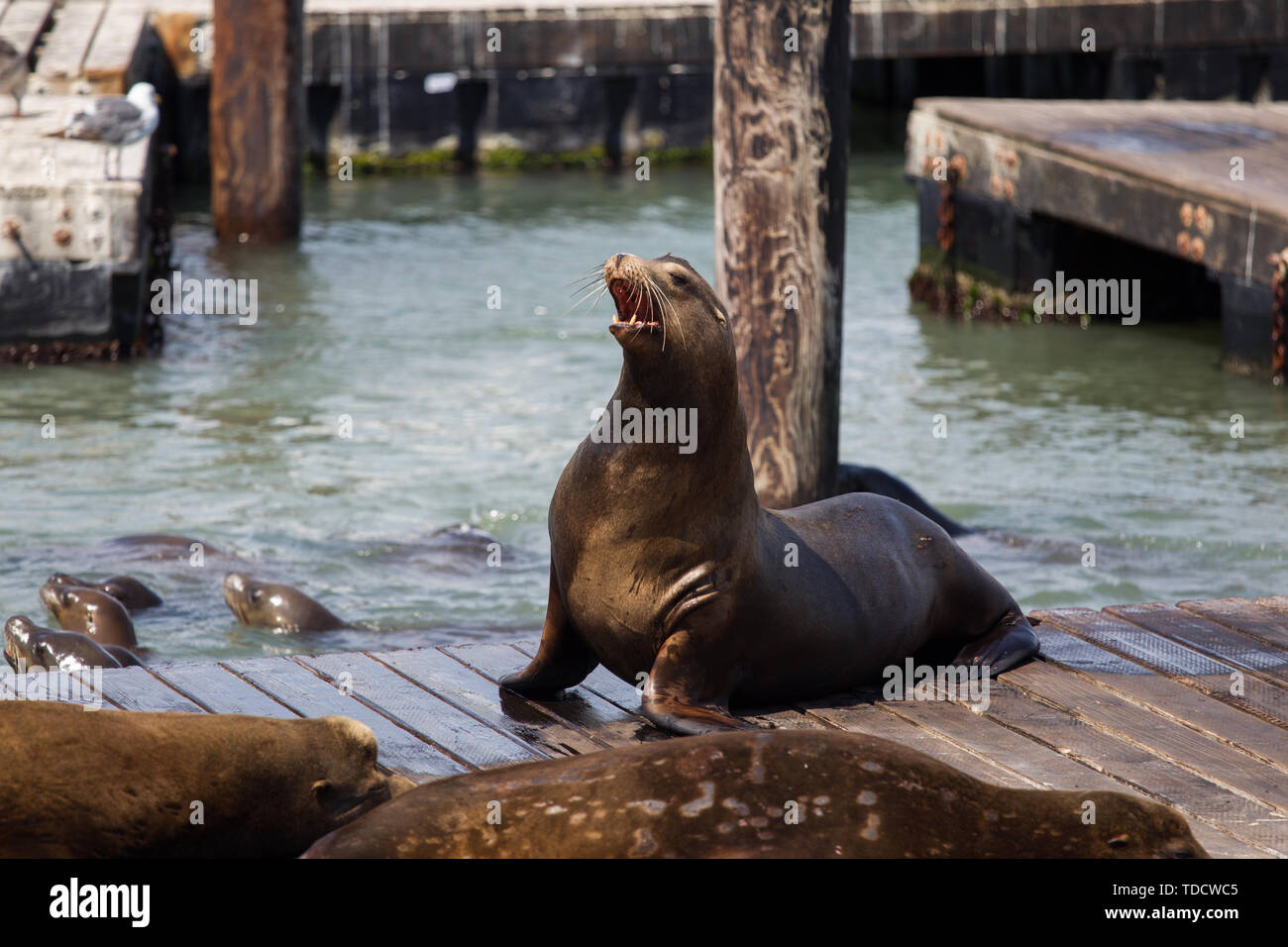 Navy seals hi-res stock photography and images - Alamy
