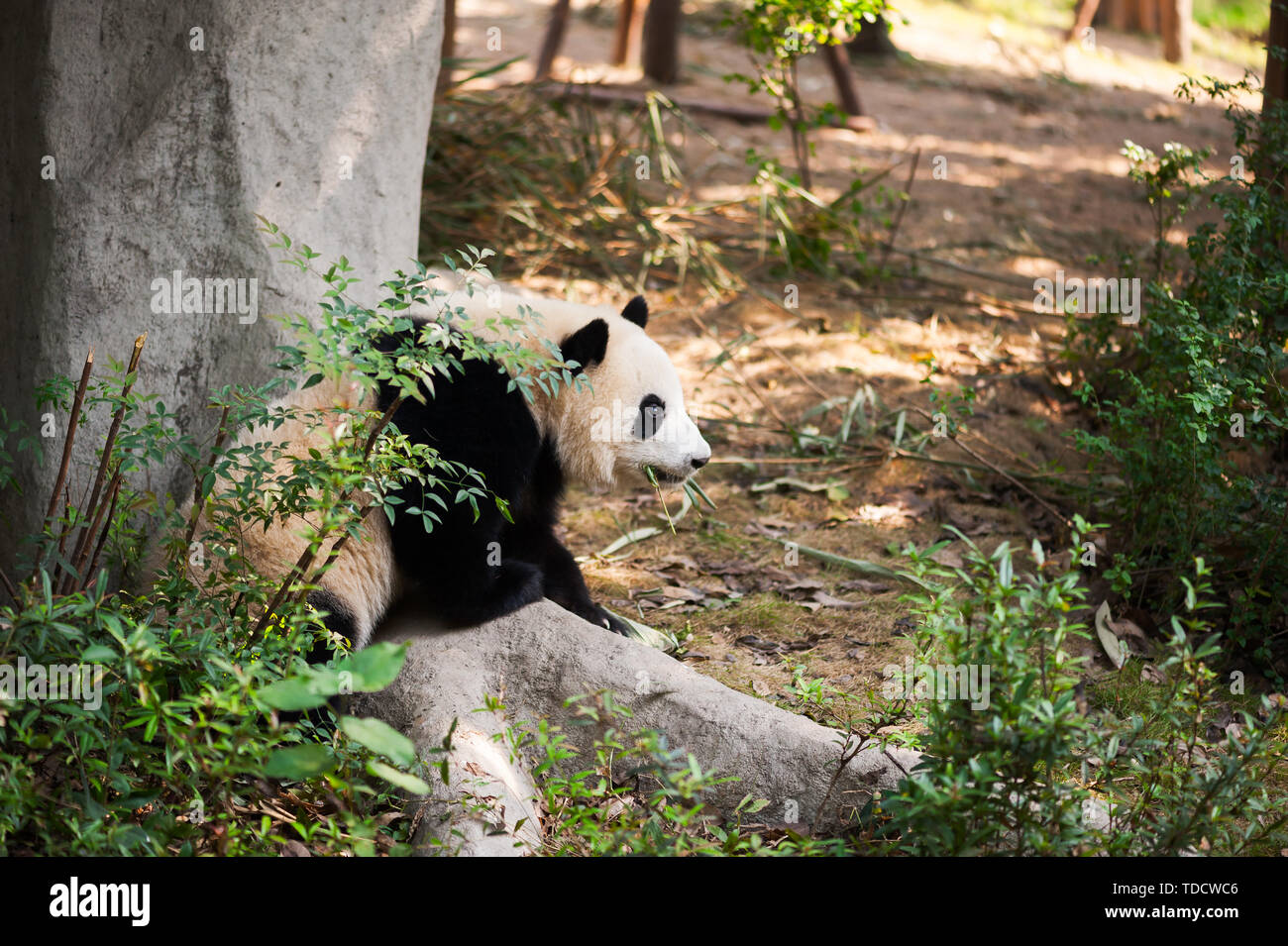 Giant panda tapir and big bear hi-res stock photography and images - Alamy