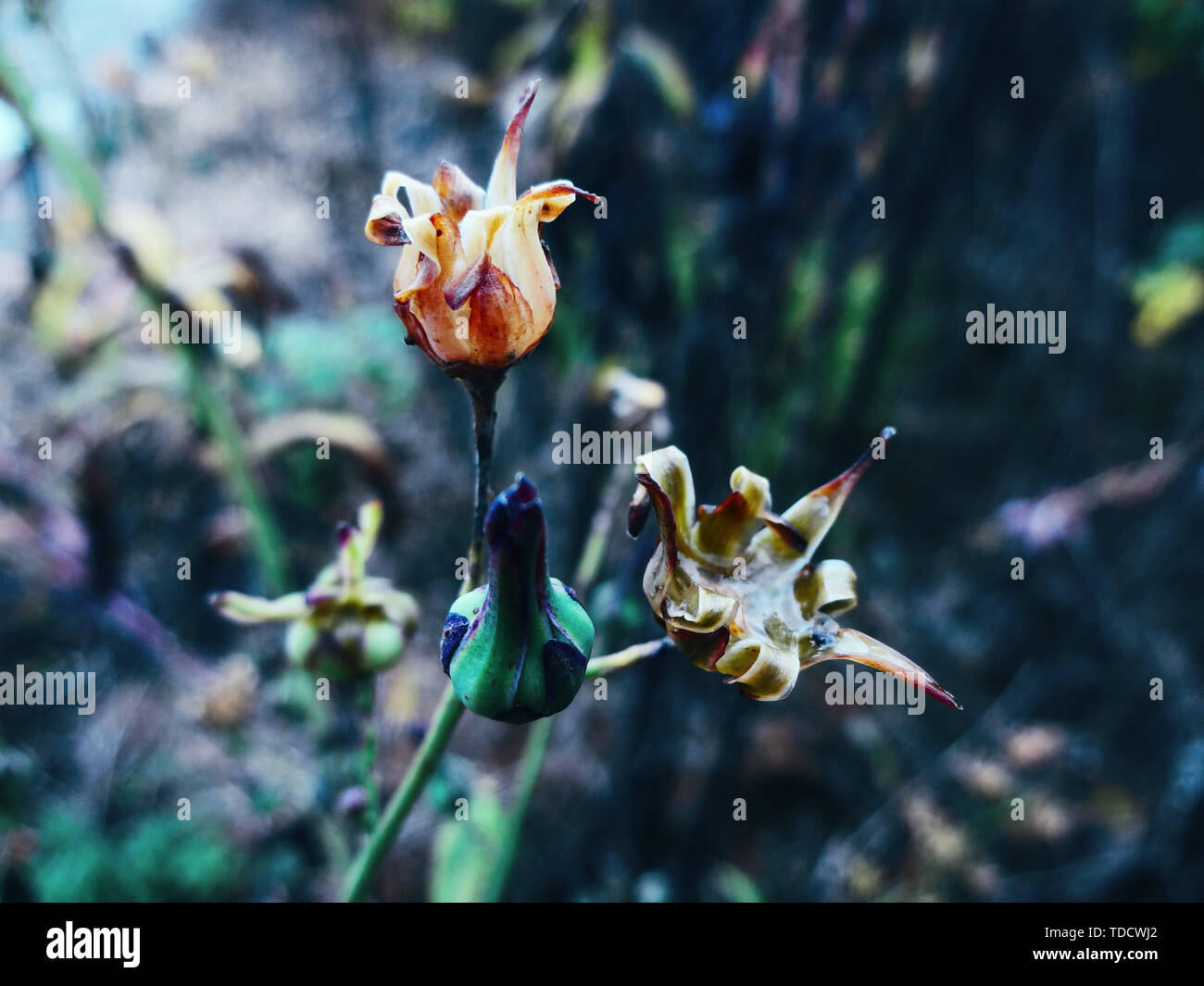 The base of Chrysanthemum Stock Photo - Alamy