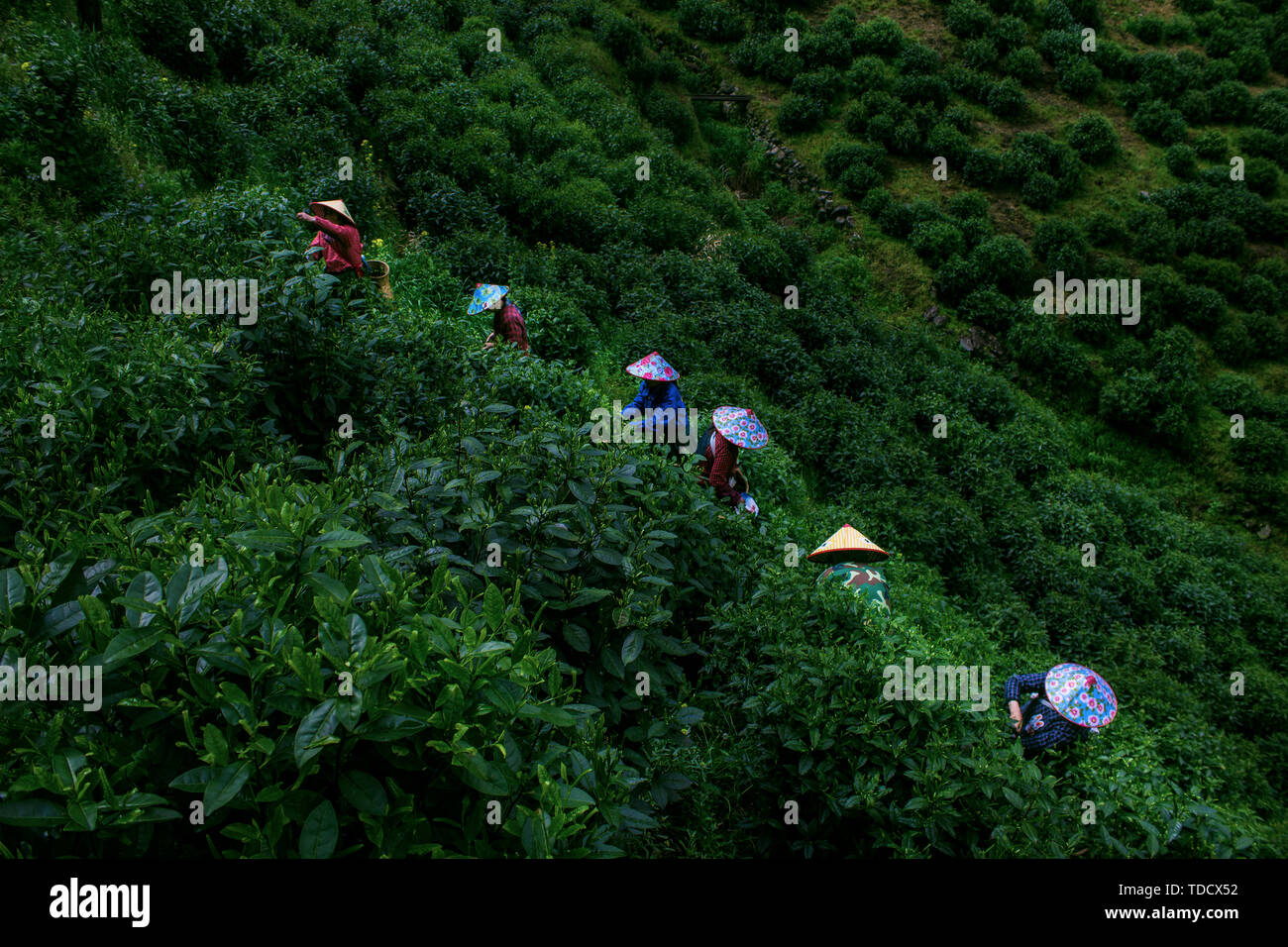 Taiping Monkey Kui Origin Monkey Hang Village Tea Garden Scenery Stock ...