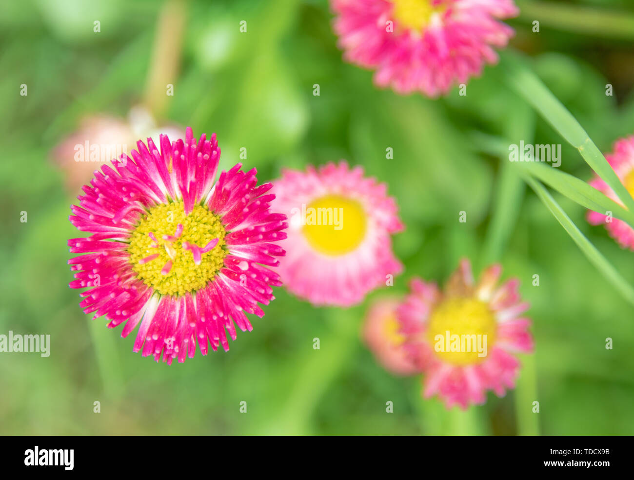 Little red daisies Stock Photo - Alamy