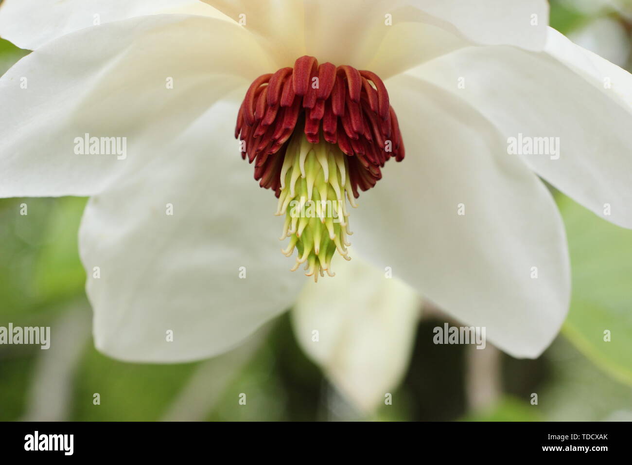 Magnolia wilsonii blossoming hi-res stock photography and images - Alamy