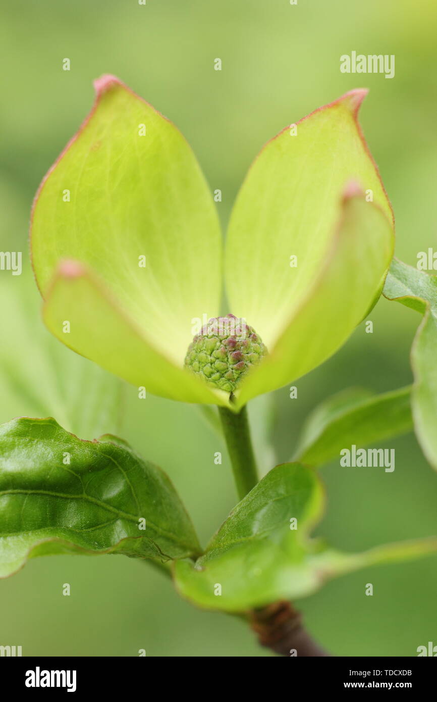 Cornus kousa var chinensis hi-res stock photography and images - Alamy