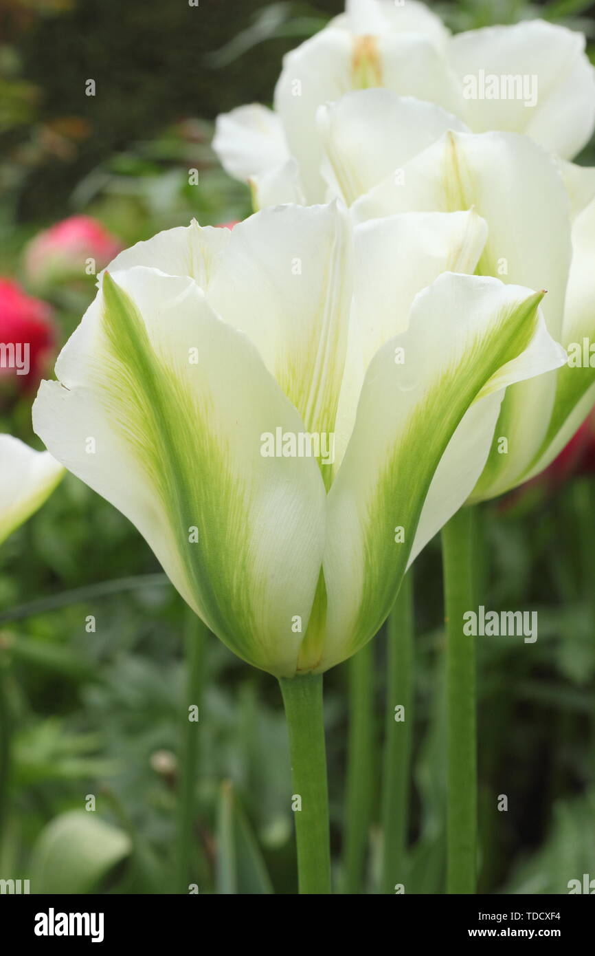 Tulipa Spring Green Viridiflora High Resolution Stock Photography and ...