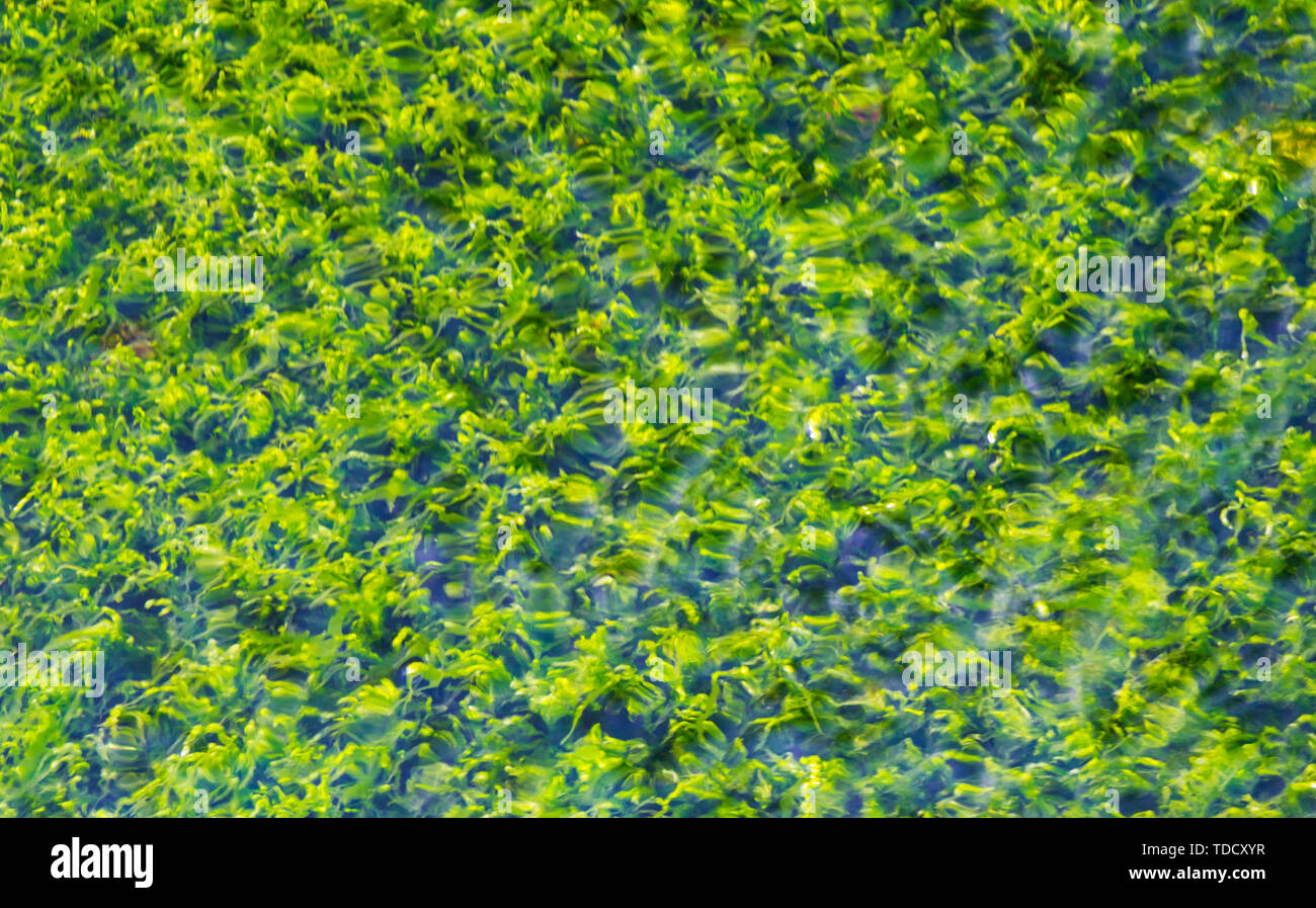 Green algae background close up view Stock Photo - Alamy