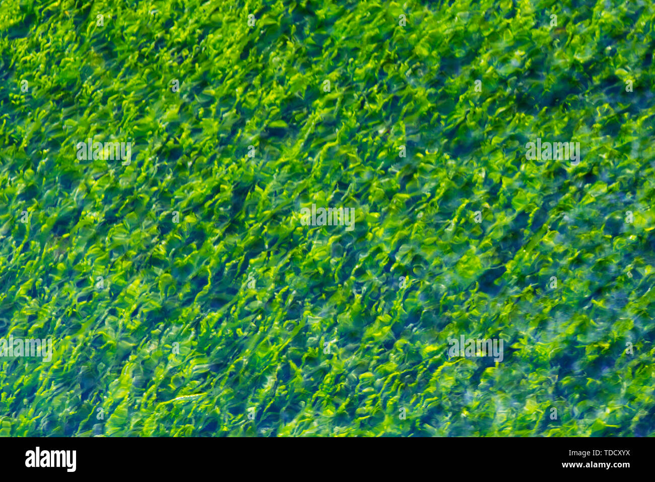 Green algae background close up view Stock Photo - Alamy