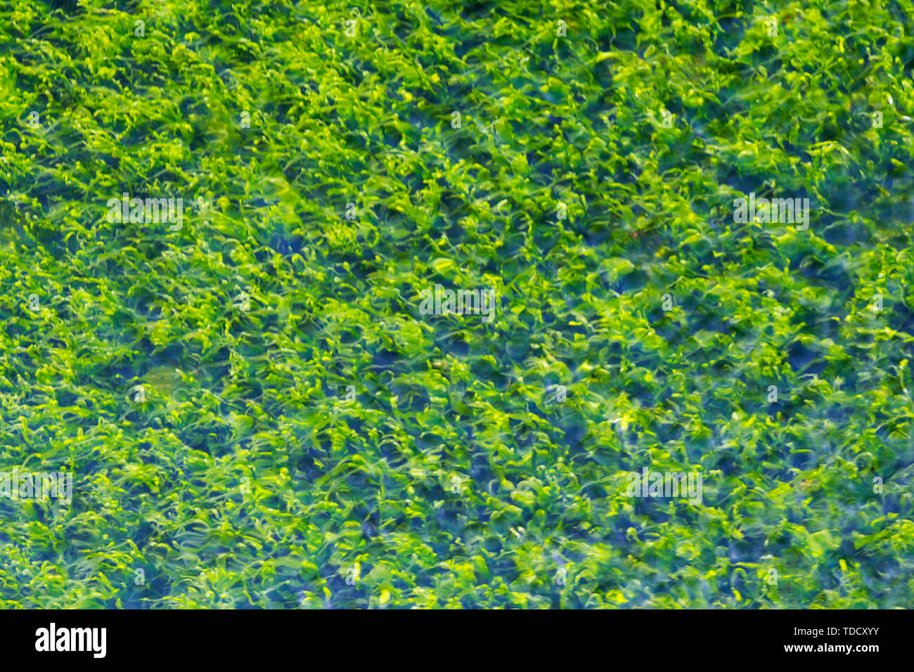 Green algae background close up view Stock Photo - Alamy