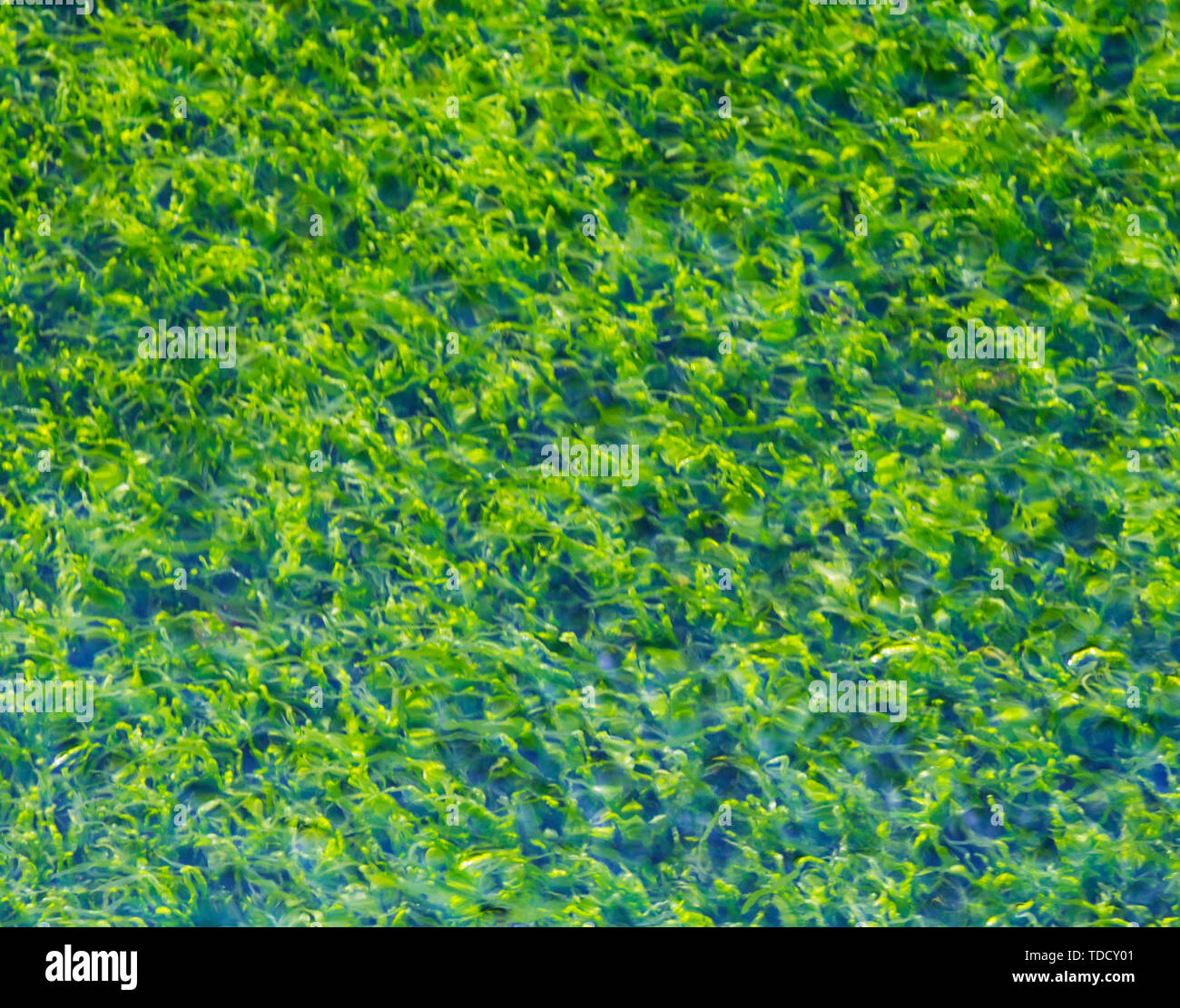 Algae bloom lake close up hi-res stock photography and images - Alamy