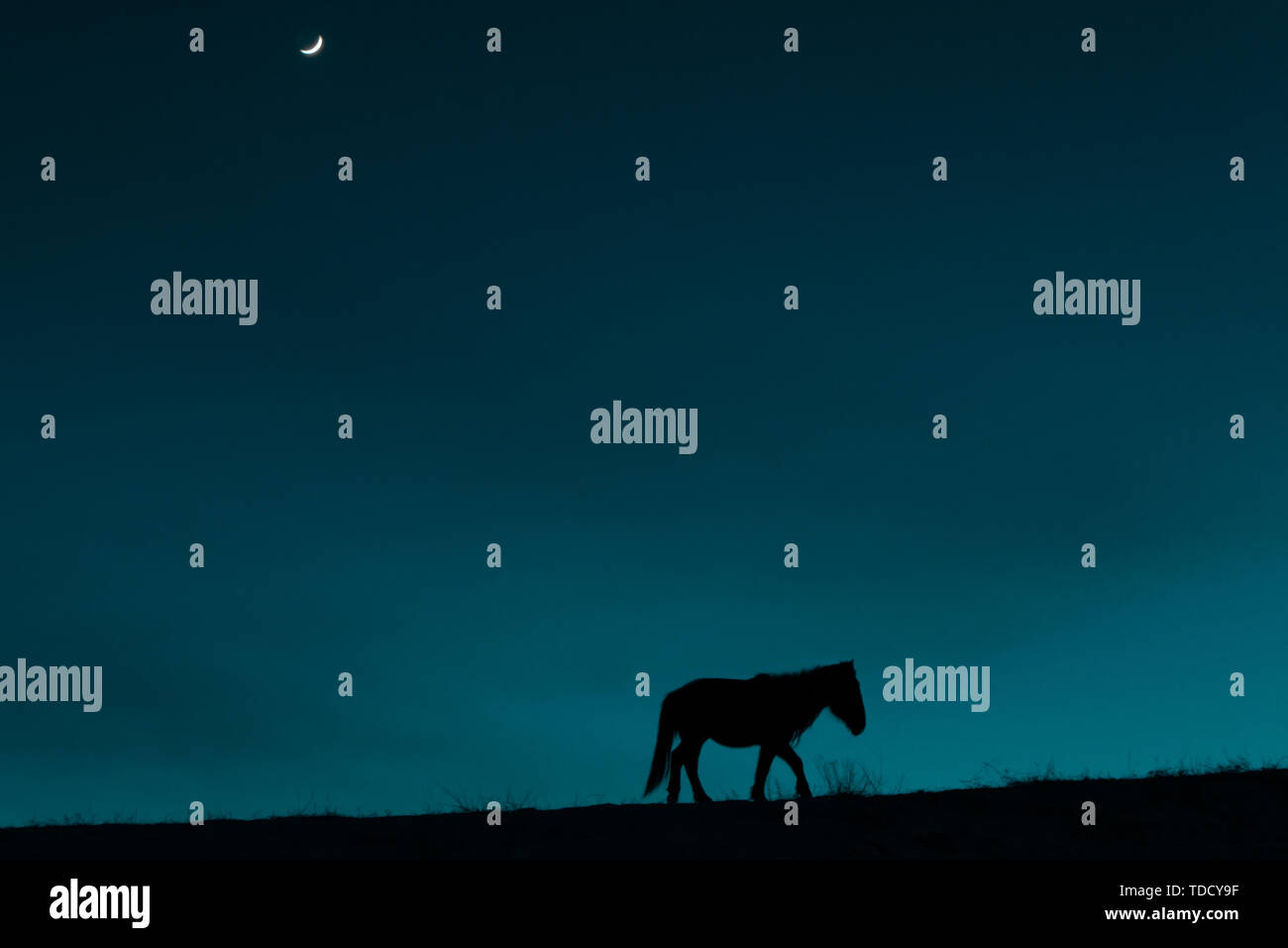 White moonlight horse hi-res stock photography and images - Alamy