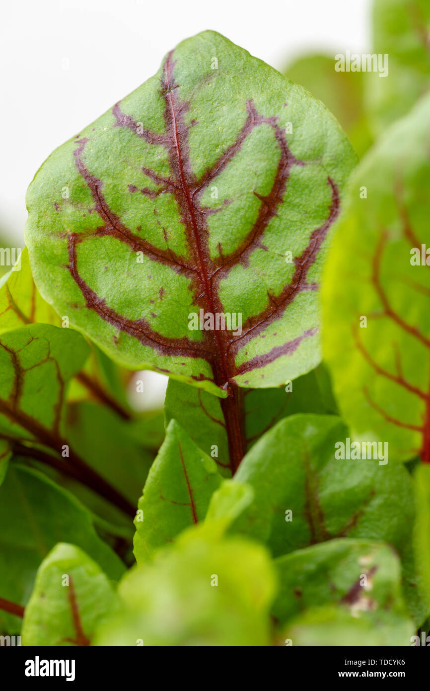 Sorrel closeup hi-res stock photography and images - Alamy