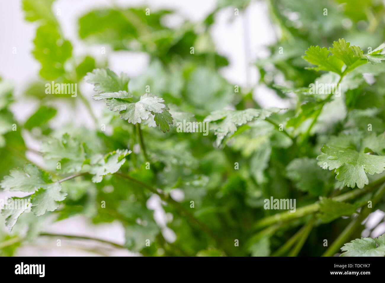 closeup of a cilantro plant Stock Photo - Alamy
