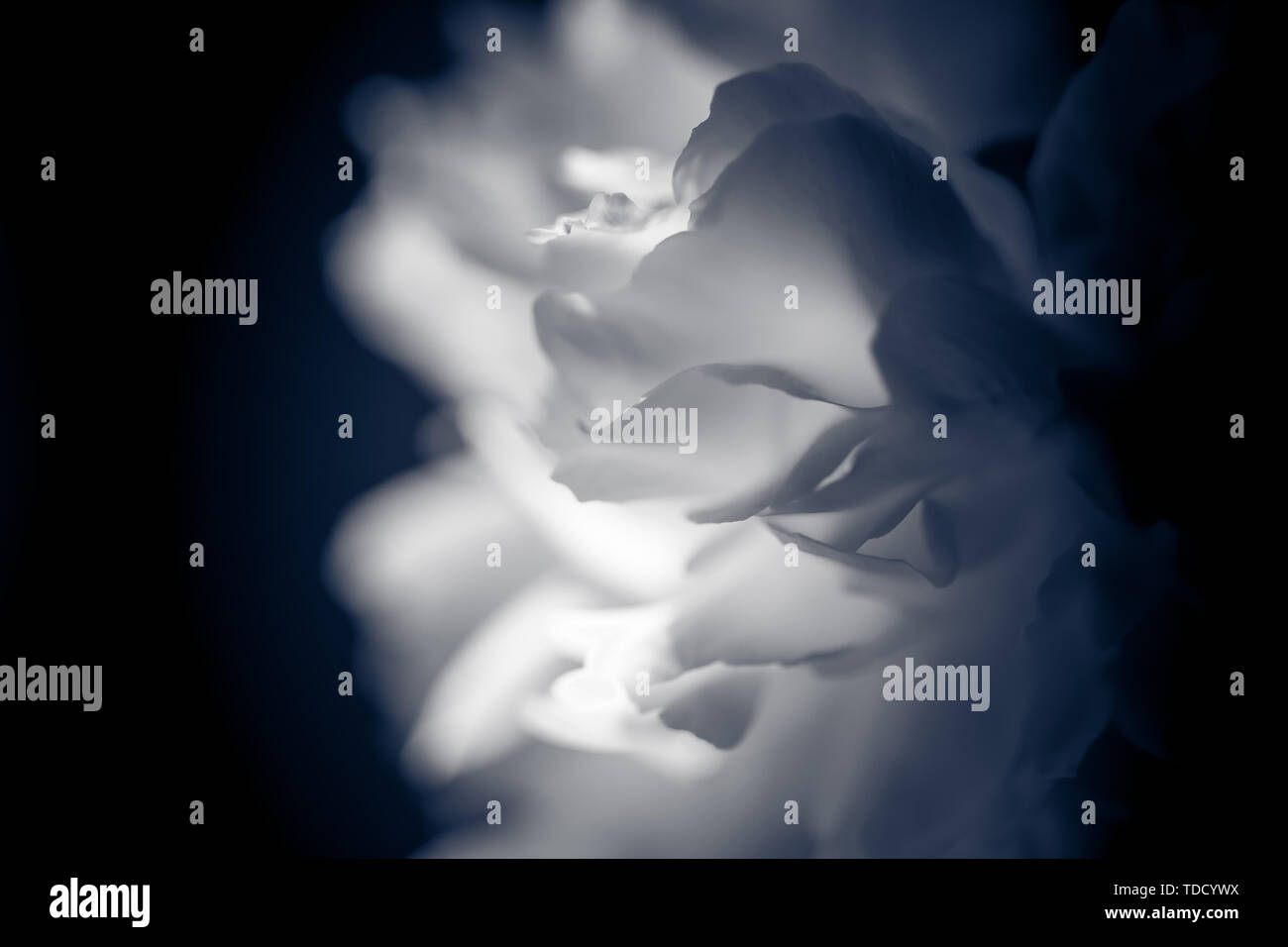 Petals of the opened flower of a peony, macro in cold color scale and ...