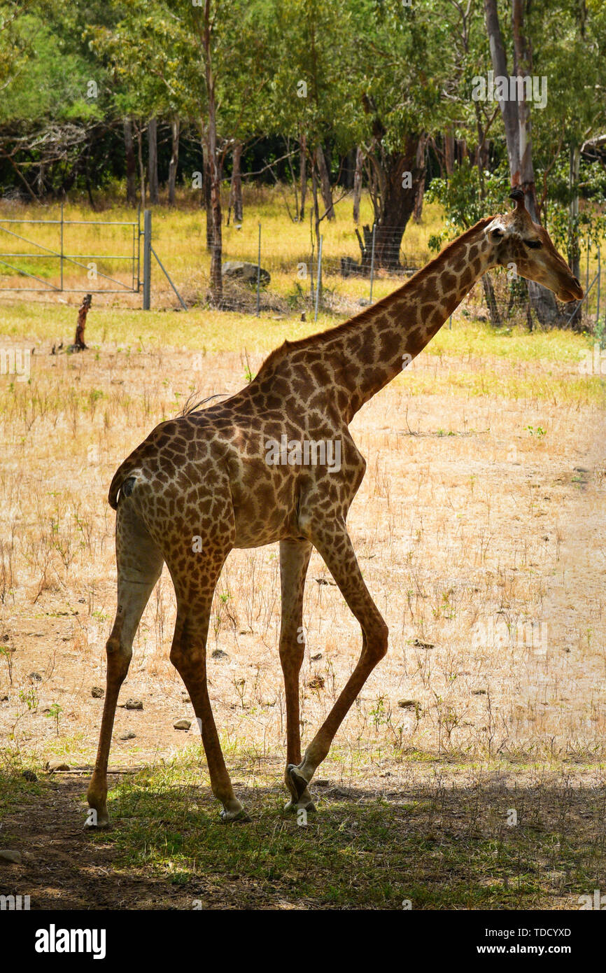 Giraffes man hi-res stock photography and images - Alamy