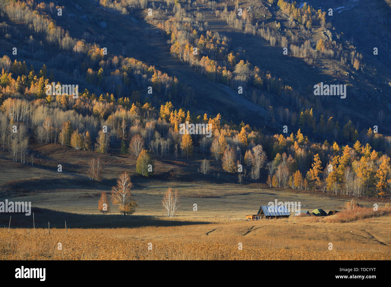 Autumn color of grasses Stock Photo - Alamy