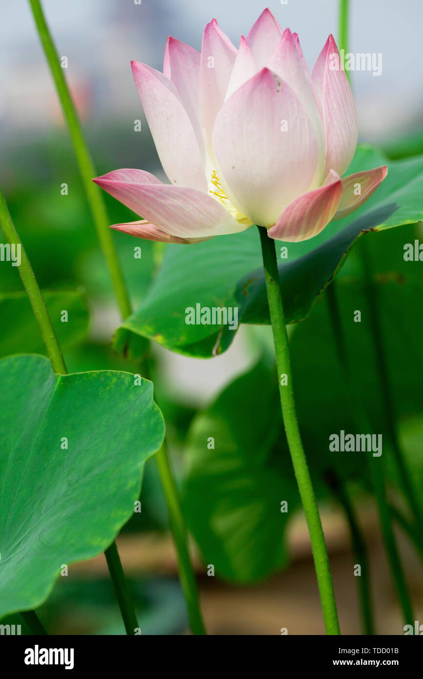 Lily tropical summer gardens in foreign countries bloom hi-res stock ...