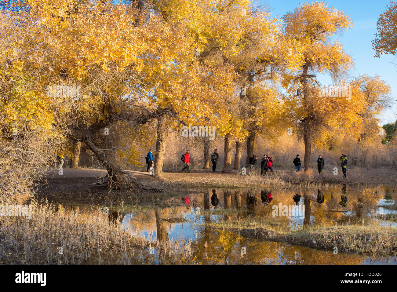 Lin yang hi-res stock photography and images - Alamy